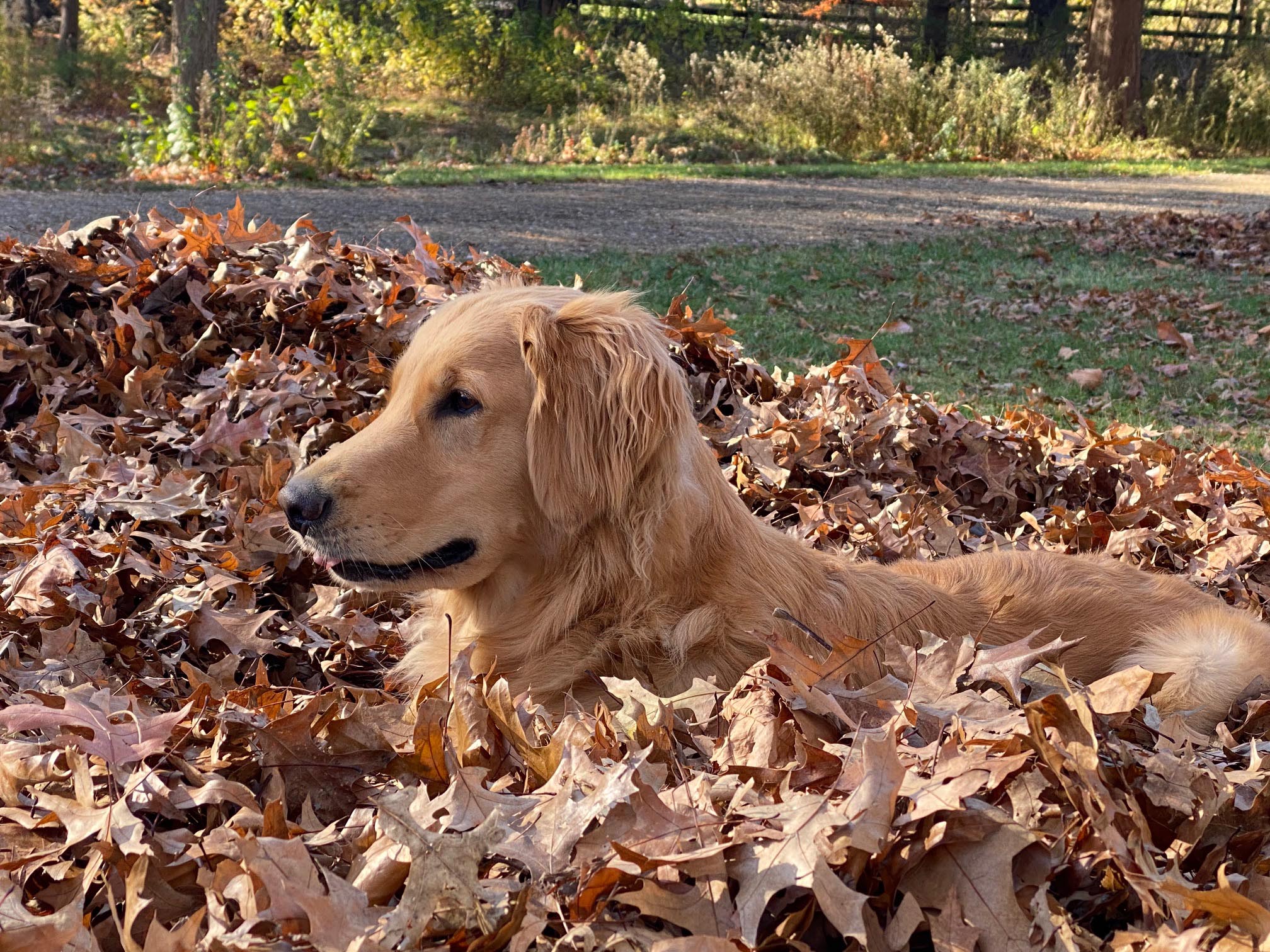 HOW TO HELP – Golden Treasures Rescue