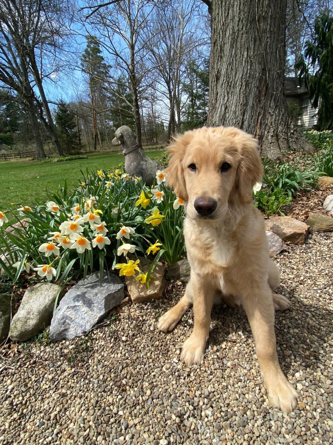 HOW TO HELP – Golden Treasures Rescue