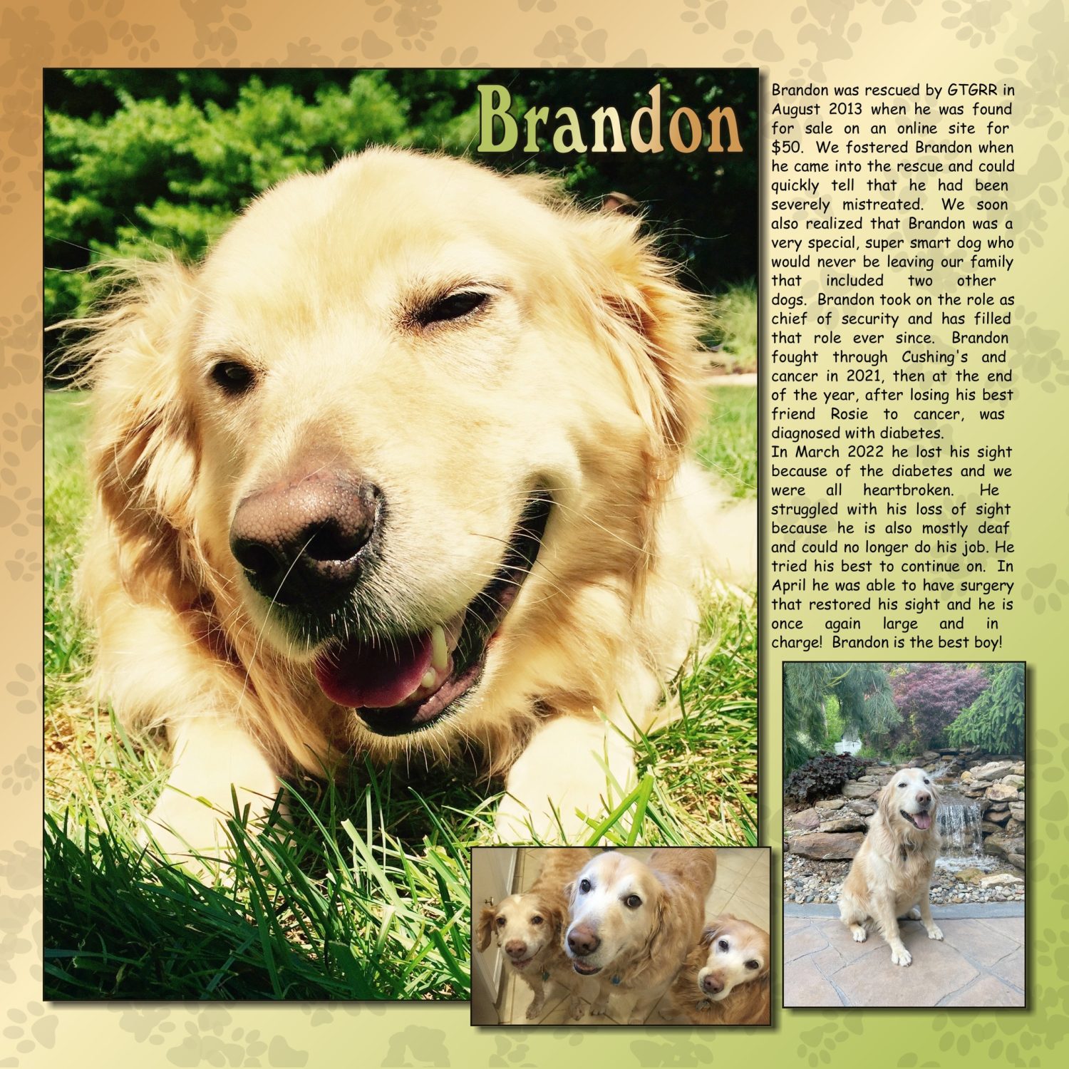 Golden Treasures Rescue